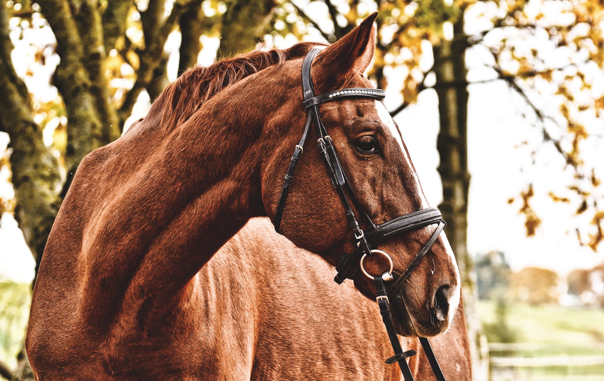 How do you value horses within your business? - Bickerstaff & Co.